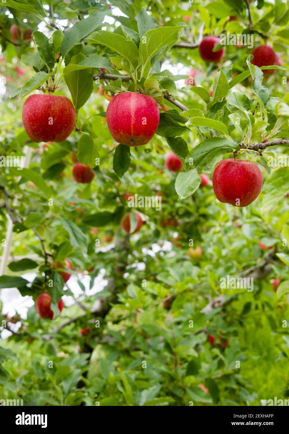 Vertical Composition Red Apples Growing Eastern Washington Fruit Apple ...
