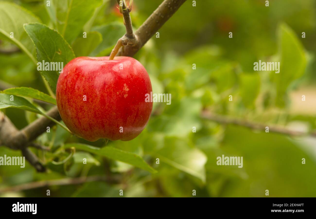 Washington apple orchard hi-res stock photography and images - Alamy