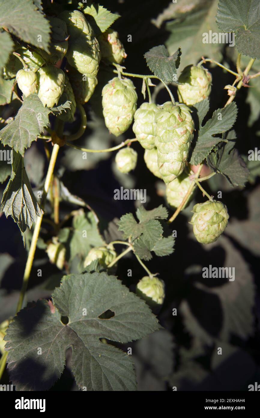 Hops Plants Buds Growing in Farmer's Field Oregon Agriculture Stock ...