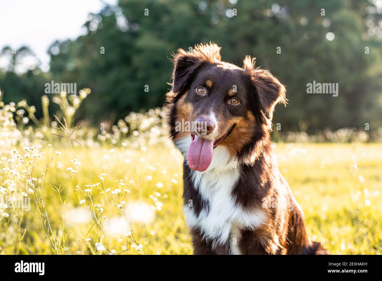 Australian Shepherd dog. Aussie dog in a field at sunset Stock Photo ...