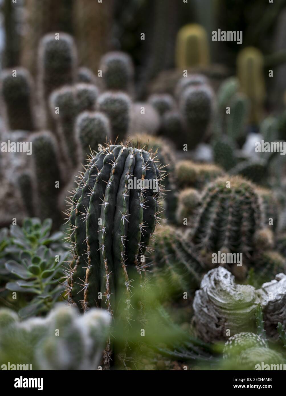 A vertical shot of round spiky cactus in the garden Stock Photo - Alamy