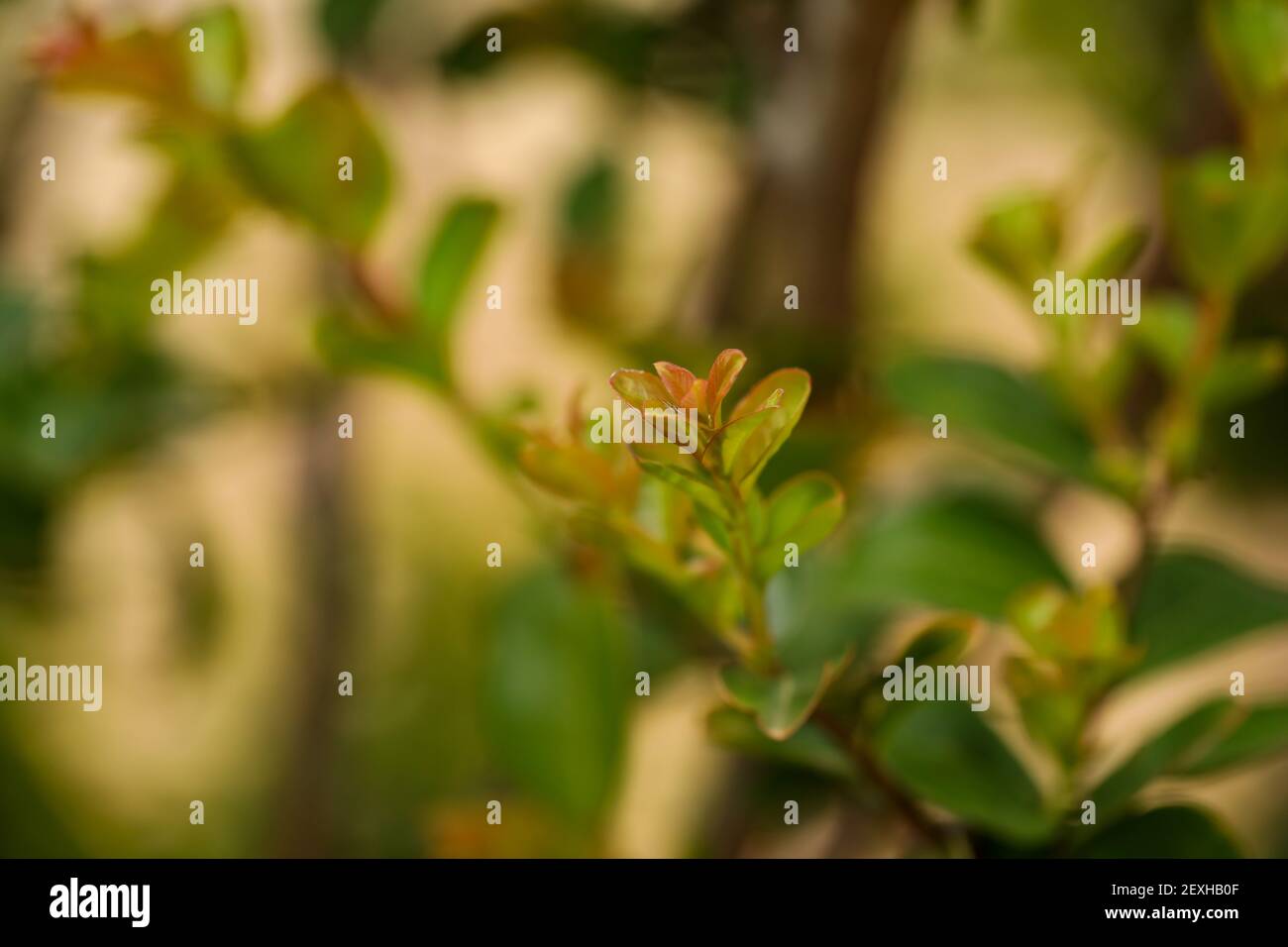 A soft focus of a young shoot on a bush at a garden growing at a garden ...