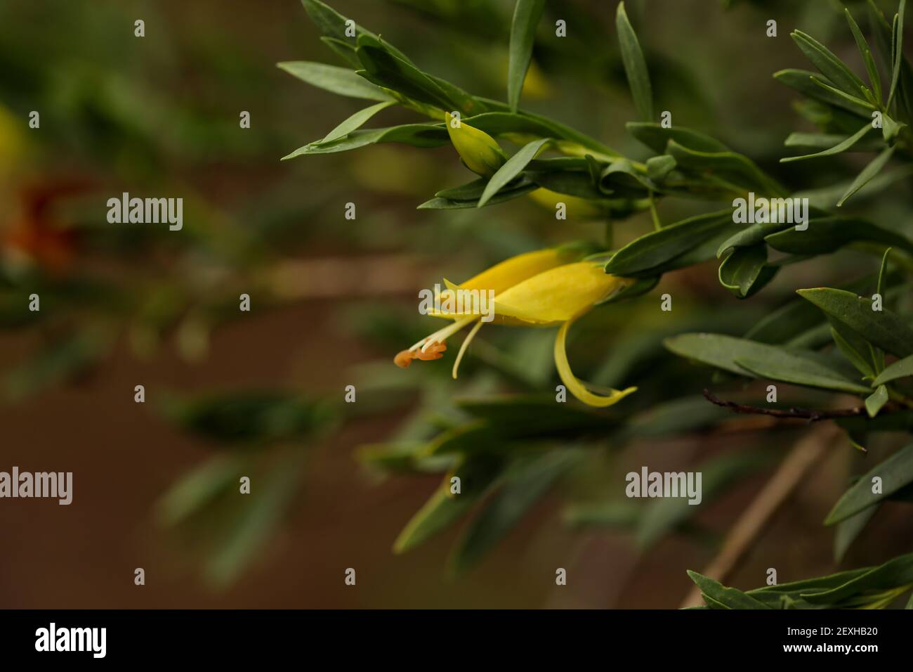 Correa flowers hi-res stock photography and images - Alamy