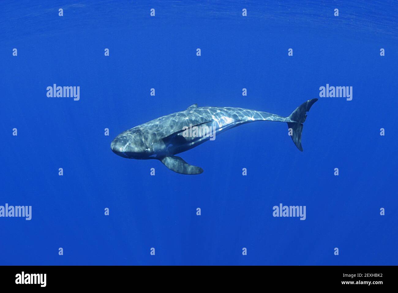 Whale pygmy 6 hi-res stock photography and images - Alamy