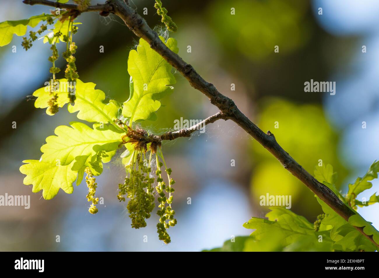 Flowering oak hi-res stock photography and images - Alamy