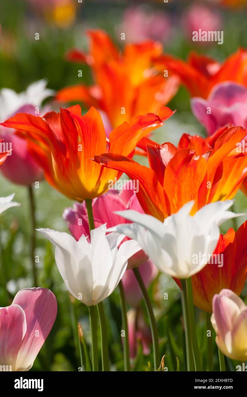 Zucht za chtung hi-res stock photography and images - Alamy