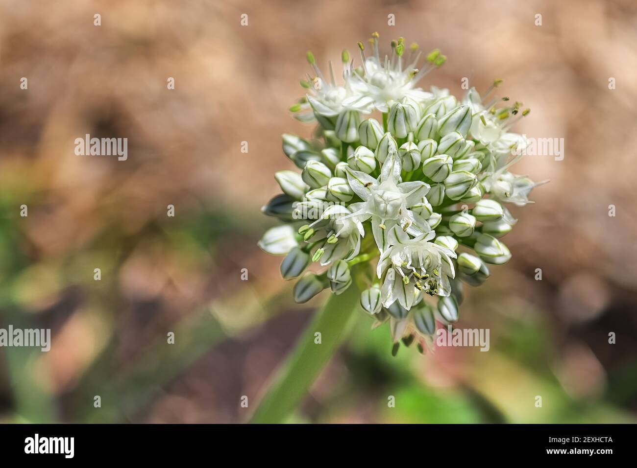 Umbel of onion flowers hi-res stock photography and images - Alamy