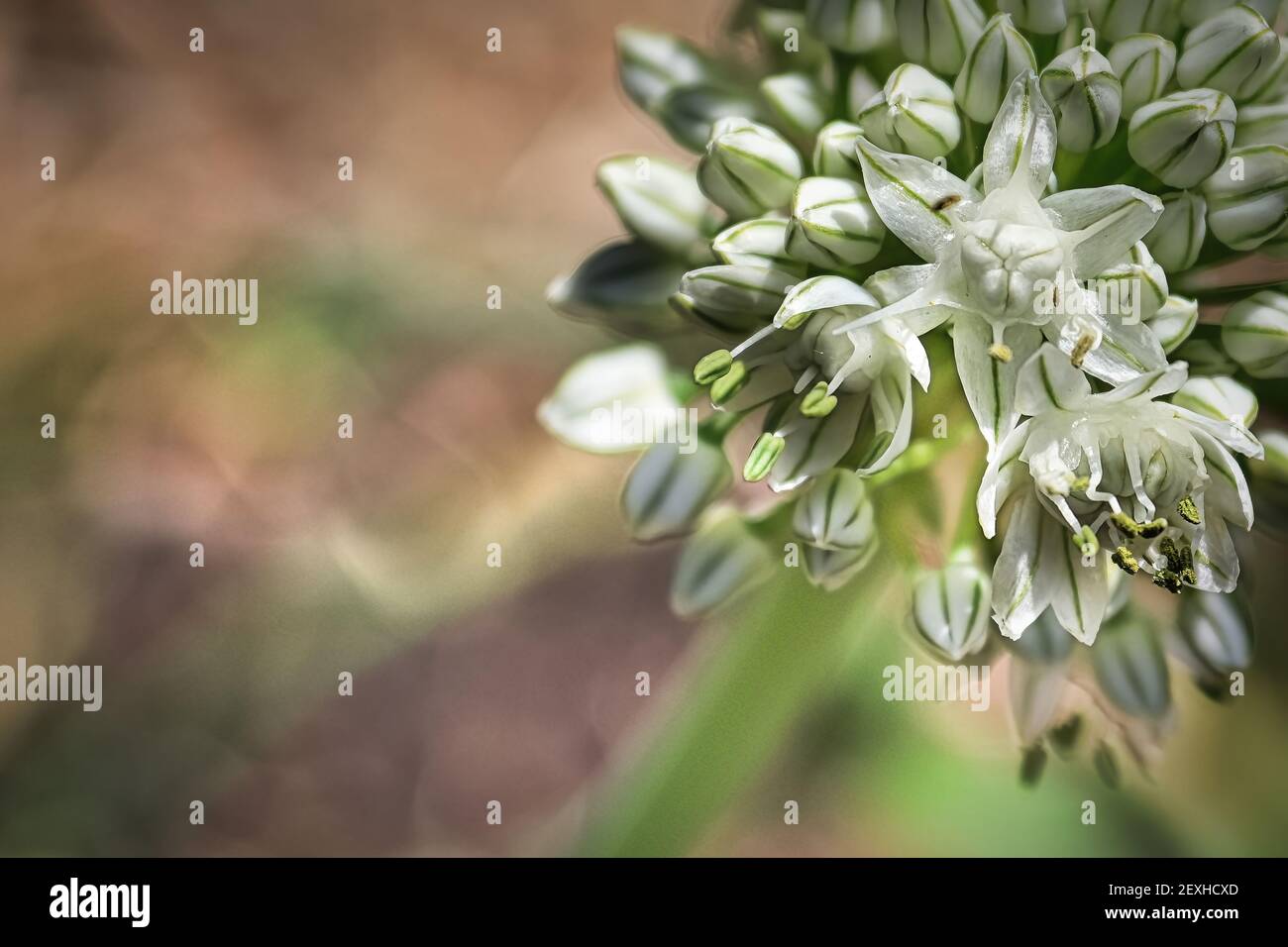 Full scape hi-res stock photography and images - Alamy