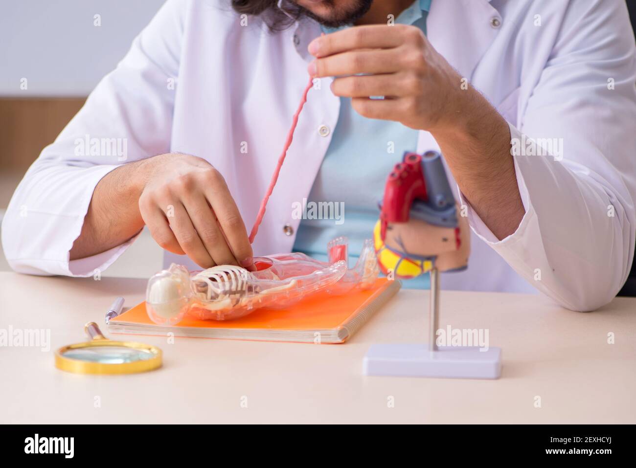 Young student studying human anatomy Stock Photo - Alamy