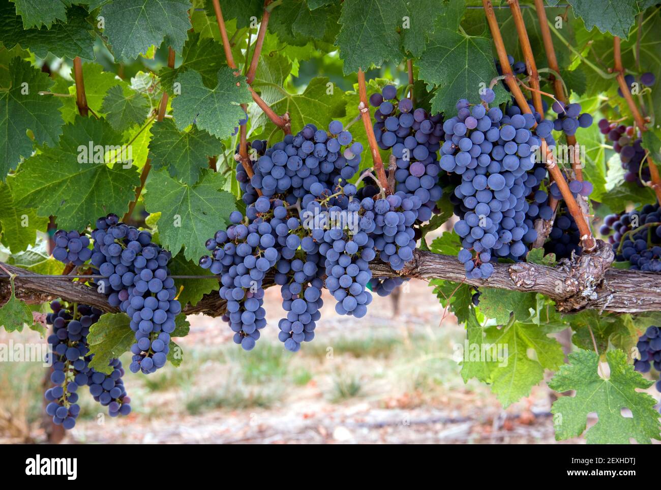 Grapes on the Vine Long Horizontal Row of Sweet Ripe Fruit Stock Photo ...