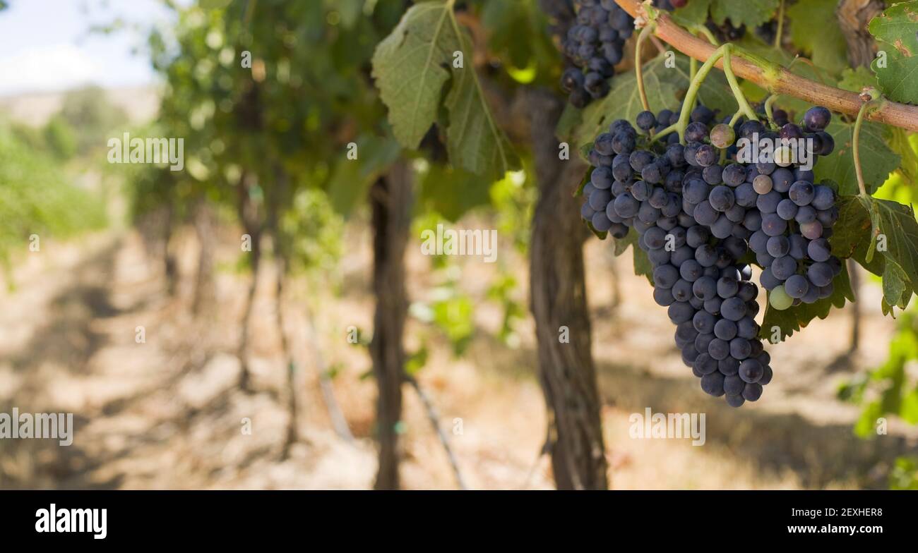 Grape vine row horizontal hi-res stock photography and images - Alamy