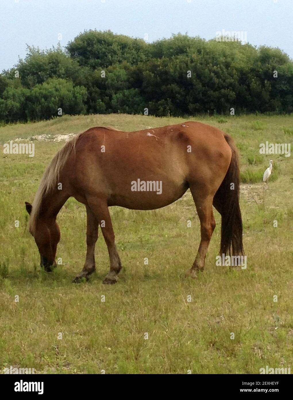 A wild horse grazes on July 10, 2014 near Corolla, N.C. The horses who ...