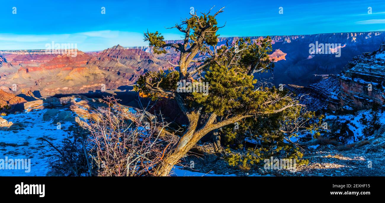 Pinyon Pine and Inner Canyon on Shoshone Point From The South Rim ...