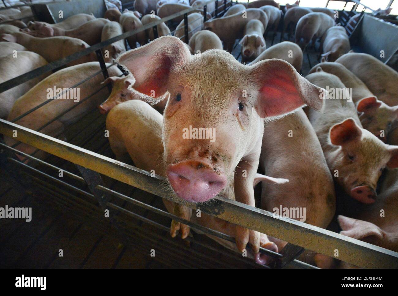 A curious pig looks at visitors to the barn on one of the Silky Pork ...
