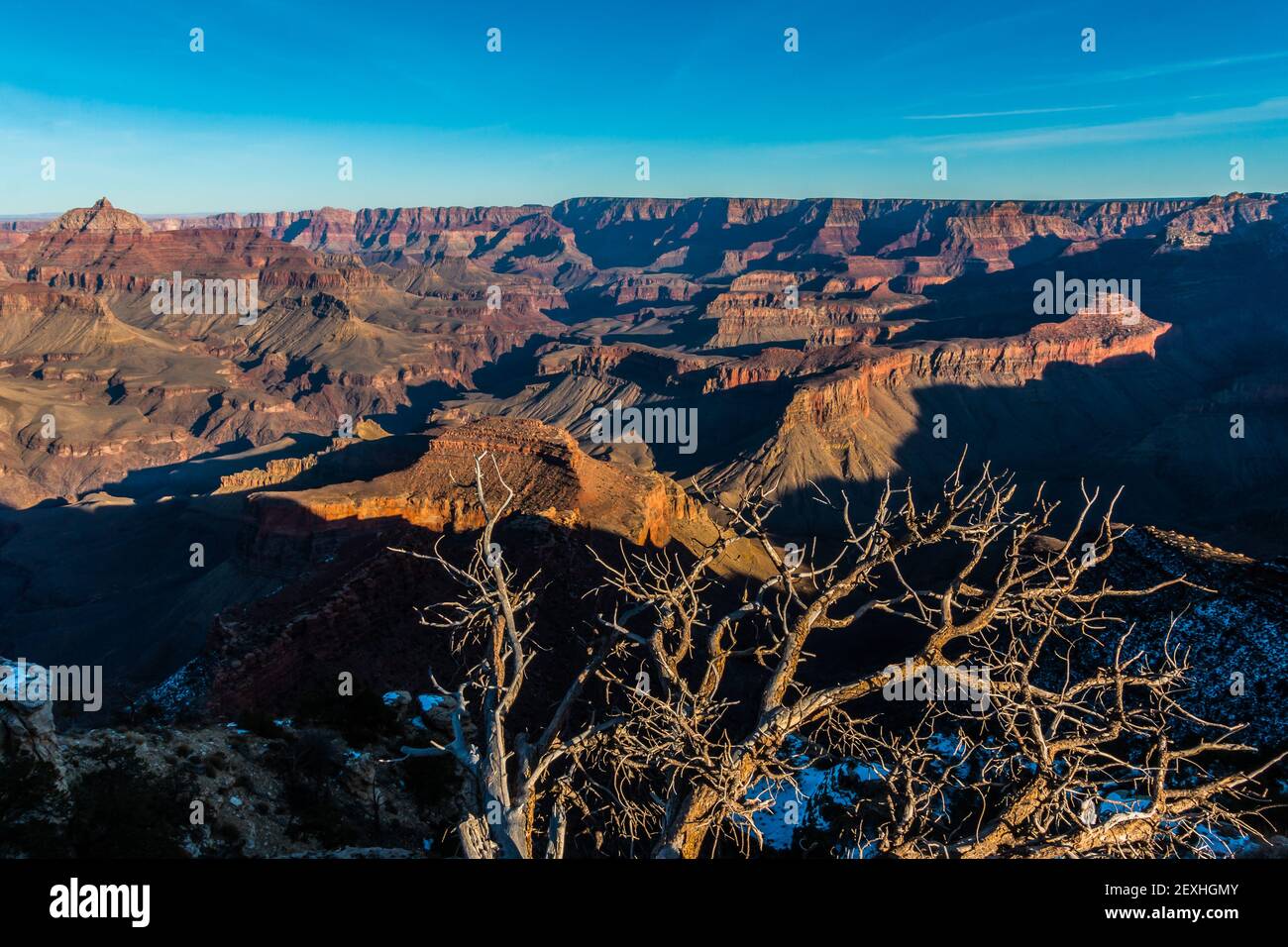 Pinyon Pine and Inner Canyon on Shoshone Point From The South Rim, Grand Canyon National Park ...