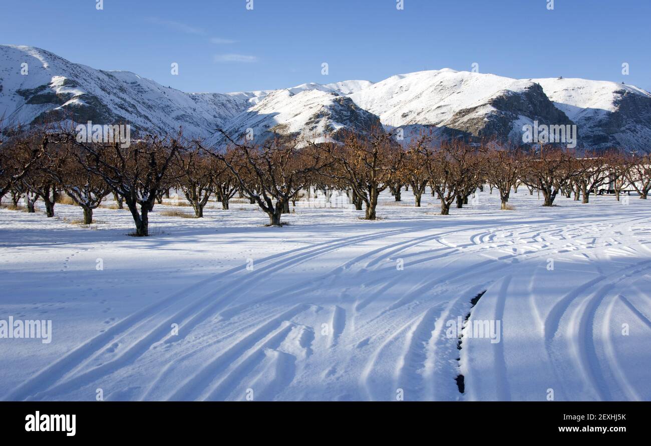 Orchard in Winter Stock Photo - Alamy
