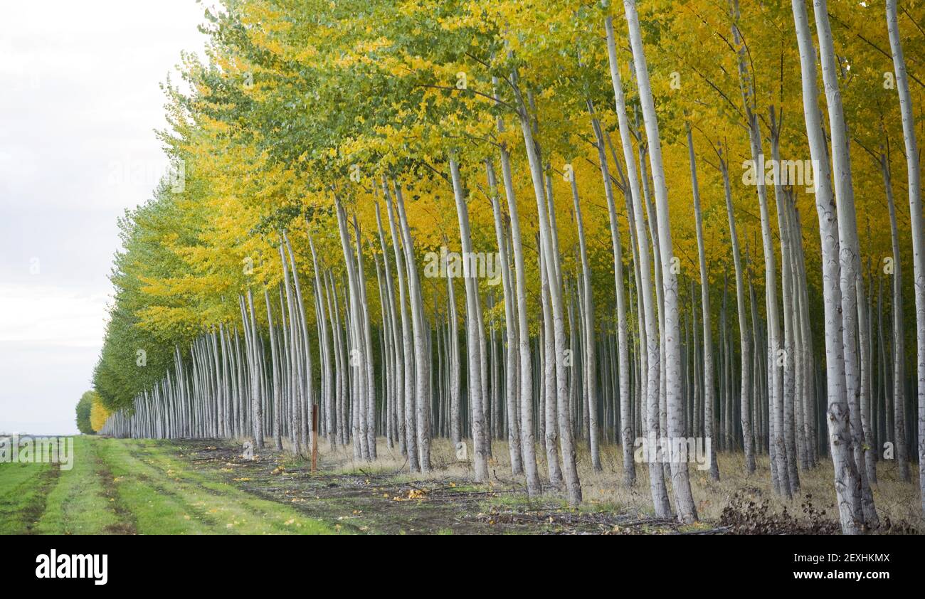 Row edge hi-res stock photography and images - Alamy
