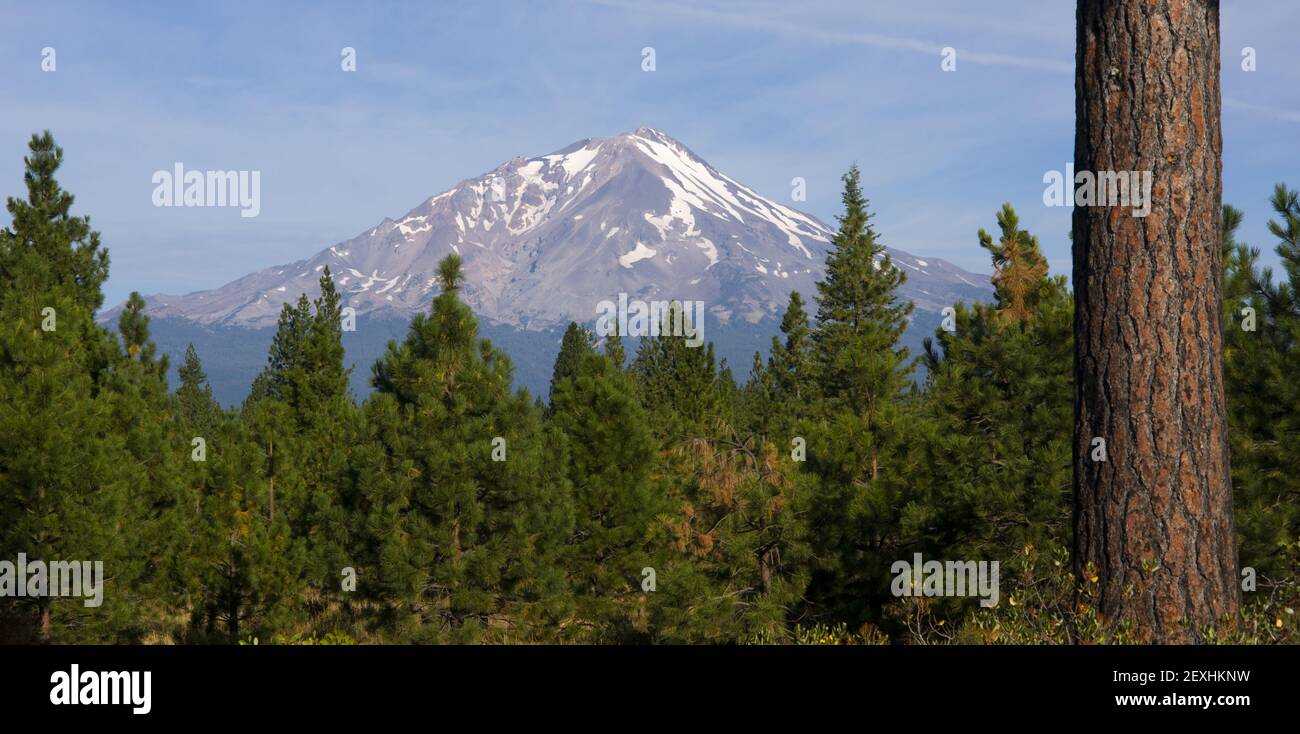 Shasta national forest hi-res stock photography and images - Alamy