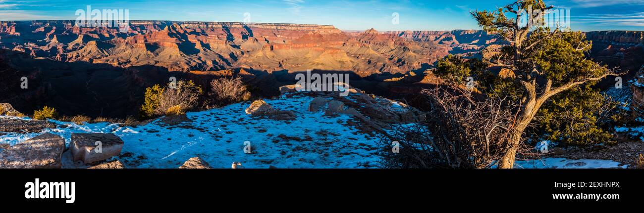 Pinyon Pine and Inner Canyon on Shoshone Point From The South Rim ...