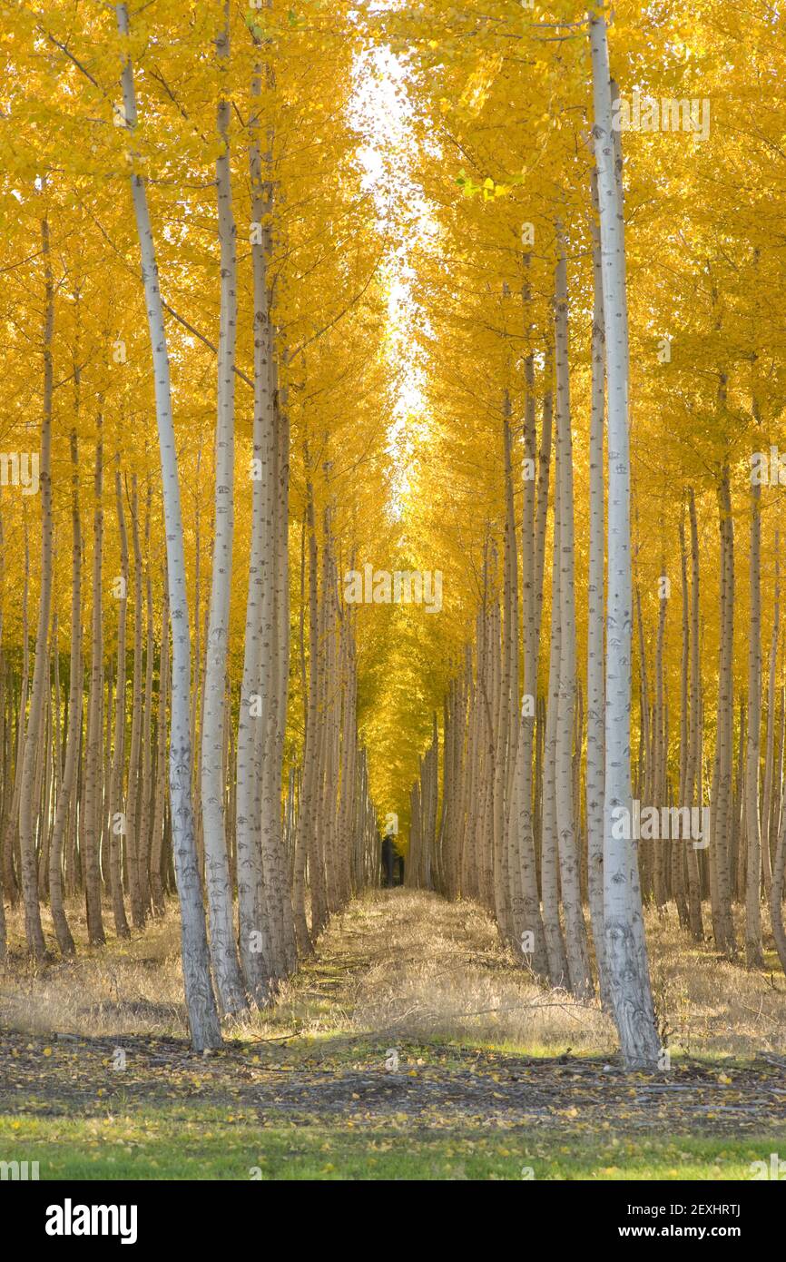 In A ROW Stock Photo - Alamy
