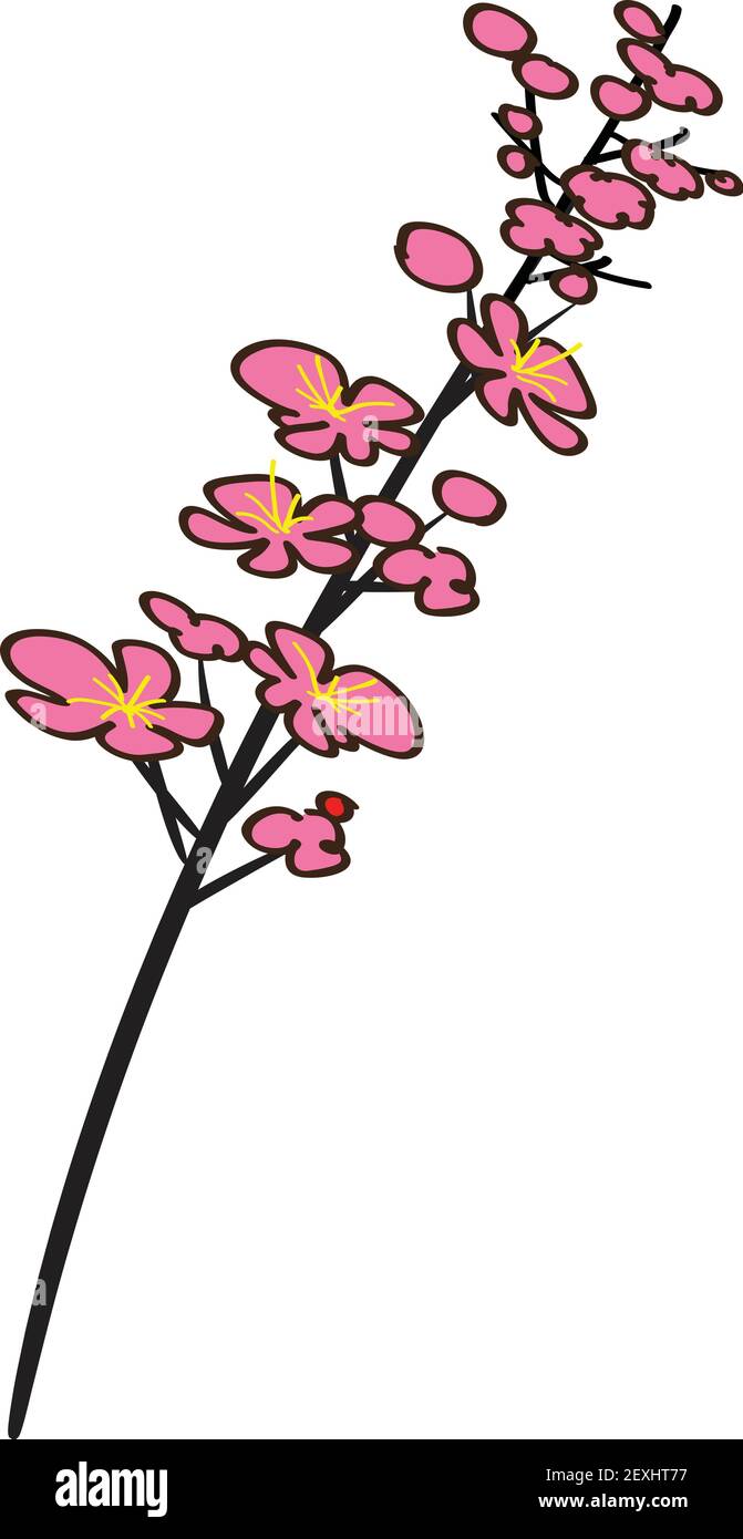 vector drawing Plum blossom Stock Vector Image & Art - Alamy