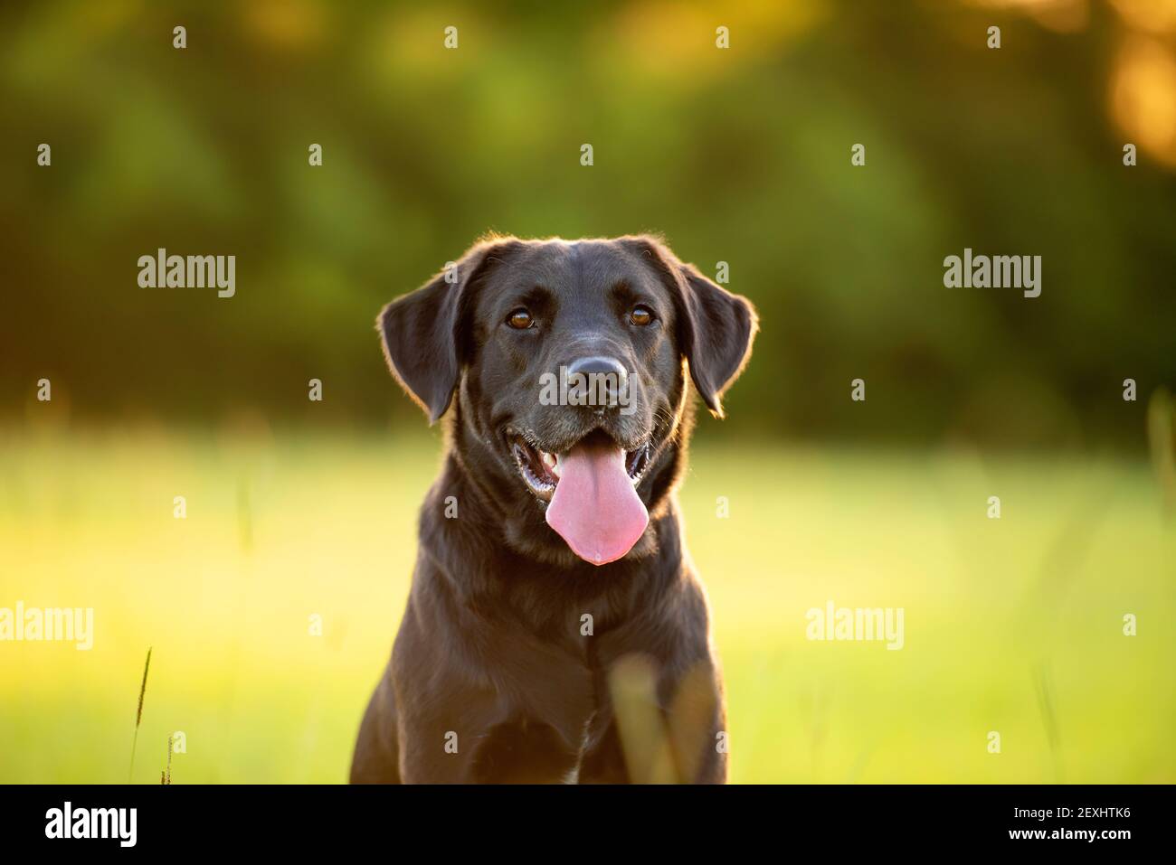Labrador close up in green field hi-res stock photography and images ...