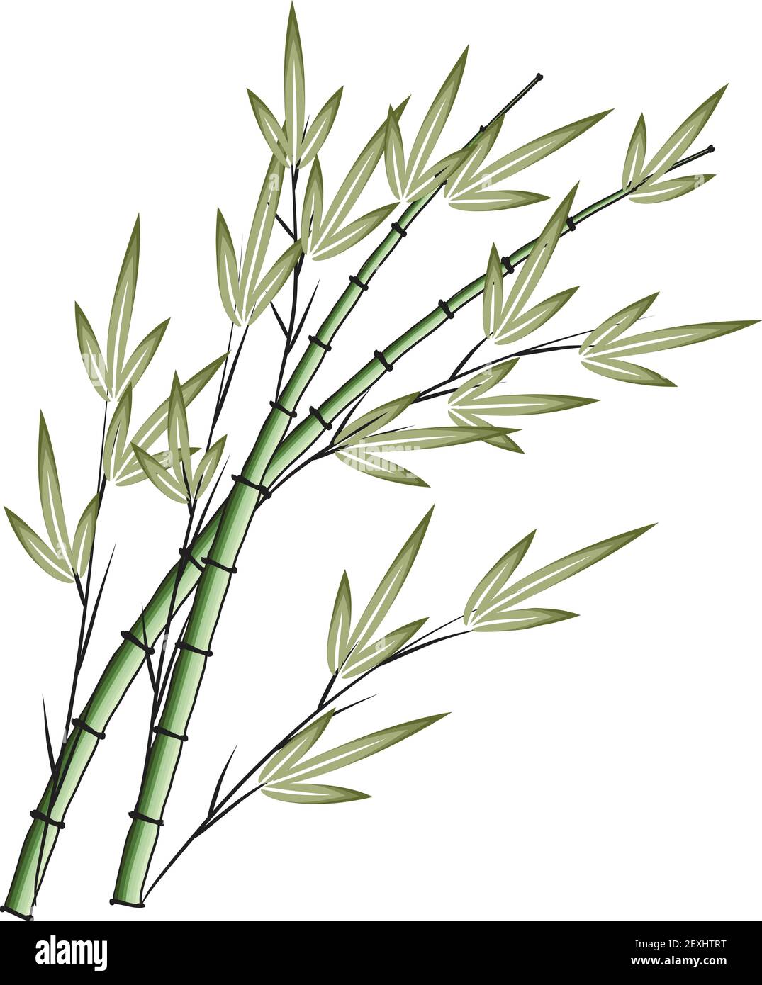 vector bamboo design Stock Vector Image & Art - Alamy