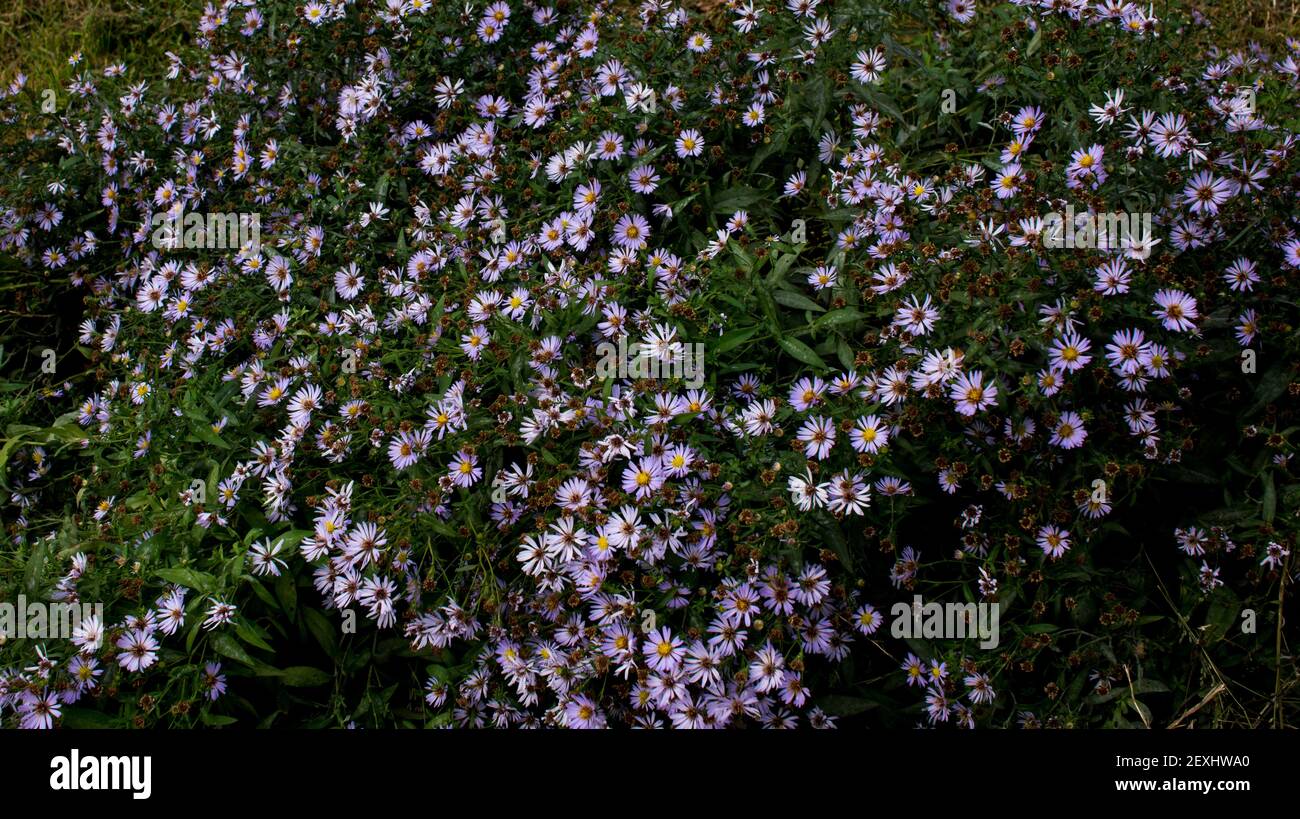 Autumn Aster in garden. Undersized varieties. Small garden Astra ...