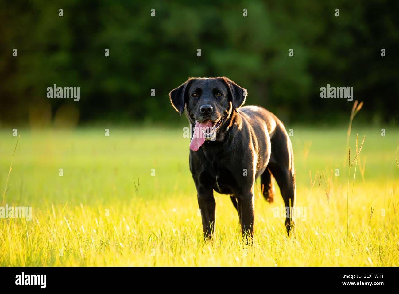 Field labrador hi-res stock photography and images - Alamy