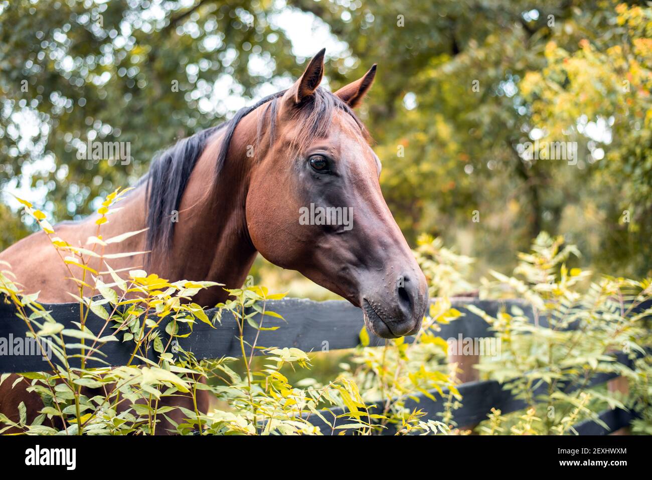 Thoroughbred mare in solid bay, horse behind wooden fence with greenery ...