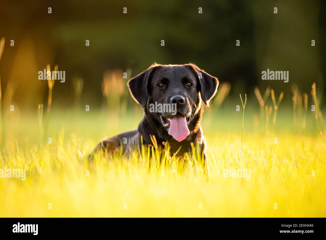 Black labrador retriever flower hi-res stock photography and images - Alamy
