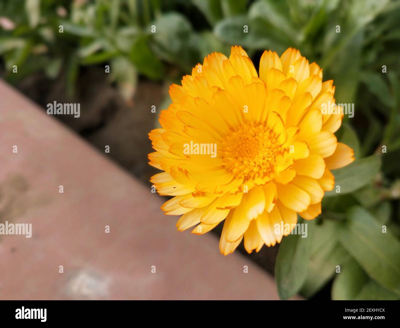 Marigold short hi-res stock photography and images - Alamy