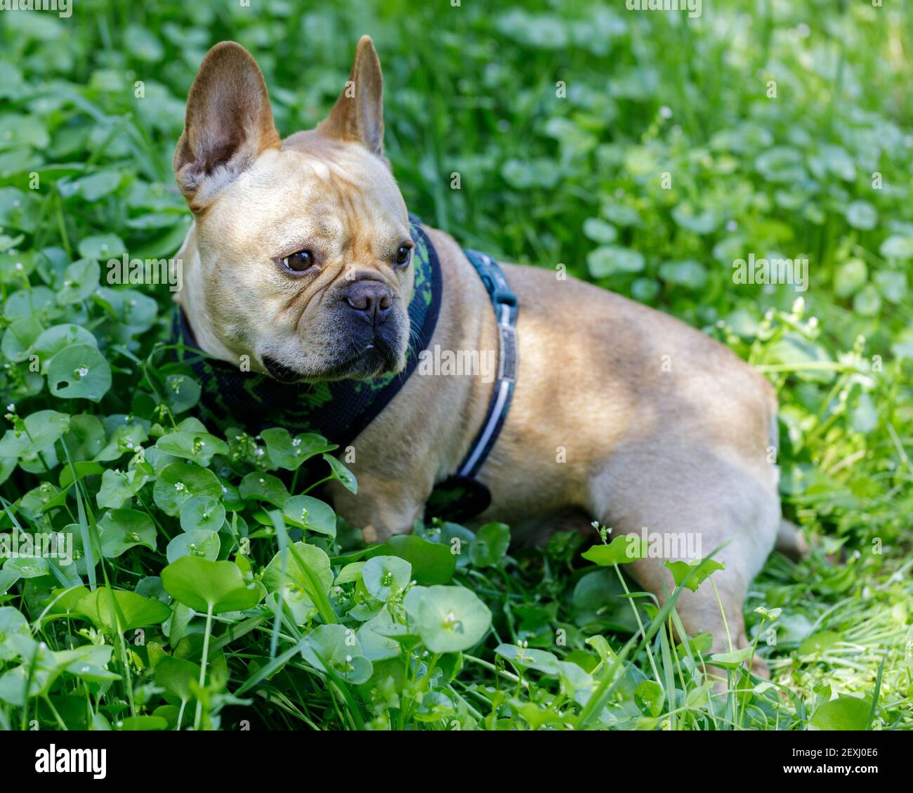 Dense weeds hi-res stock photography and images - Alamy