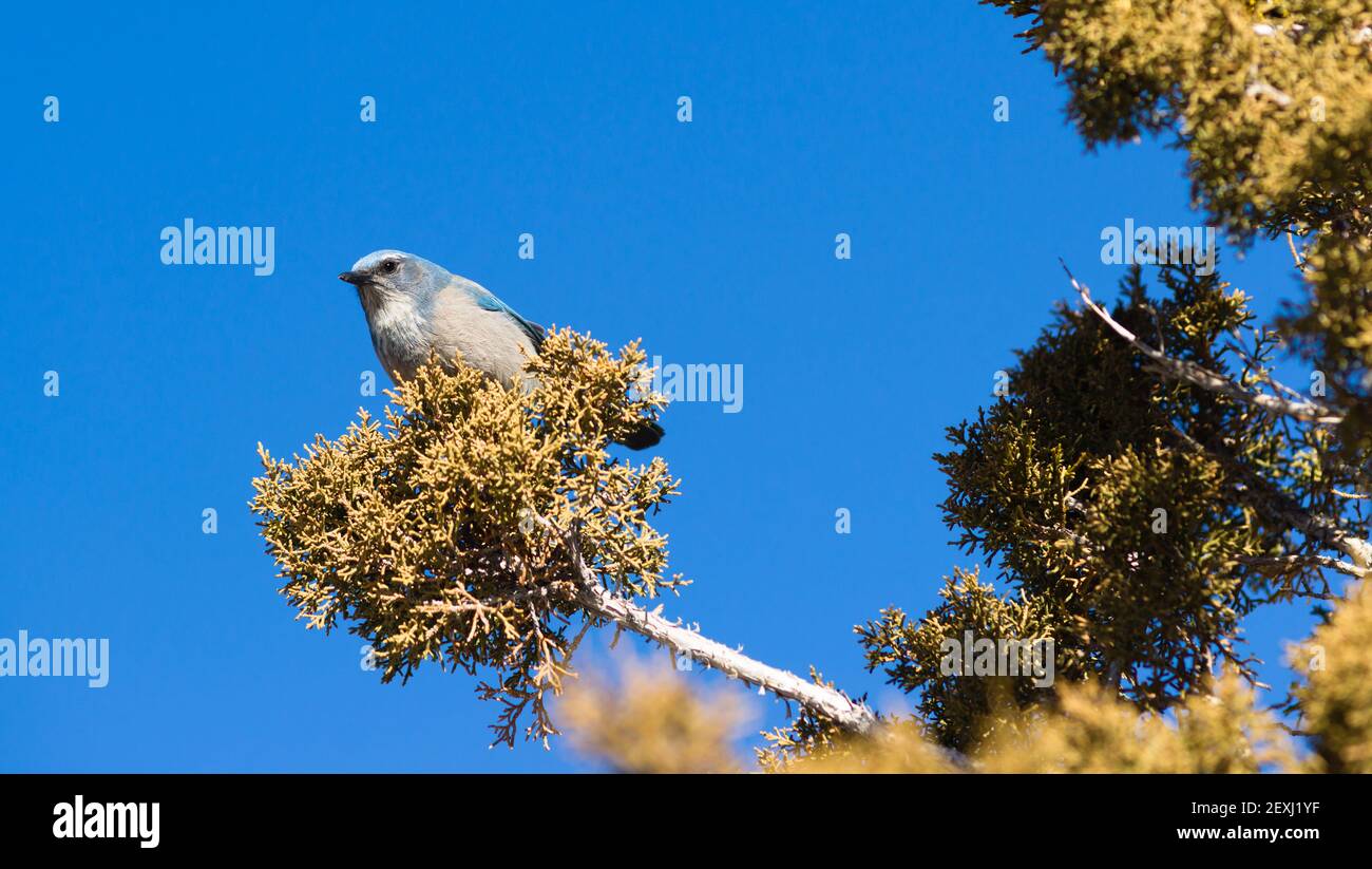 Great basin national park wildlife hi-res stock photography and images ...