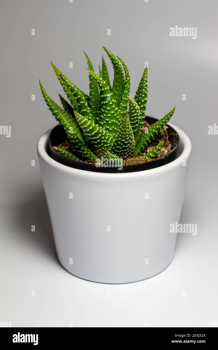 Close up abstract view of a small potted zebra cactus (haworthia ...