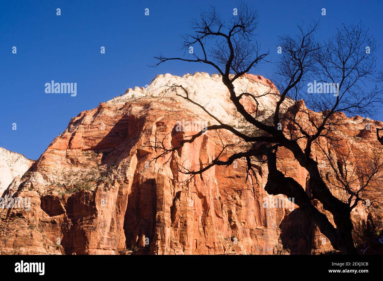 Leafless Tree Silhouette Contrast Against Red Rock Desert Mesa Zion ...