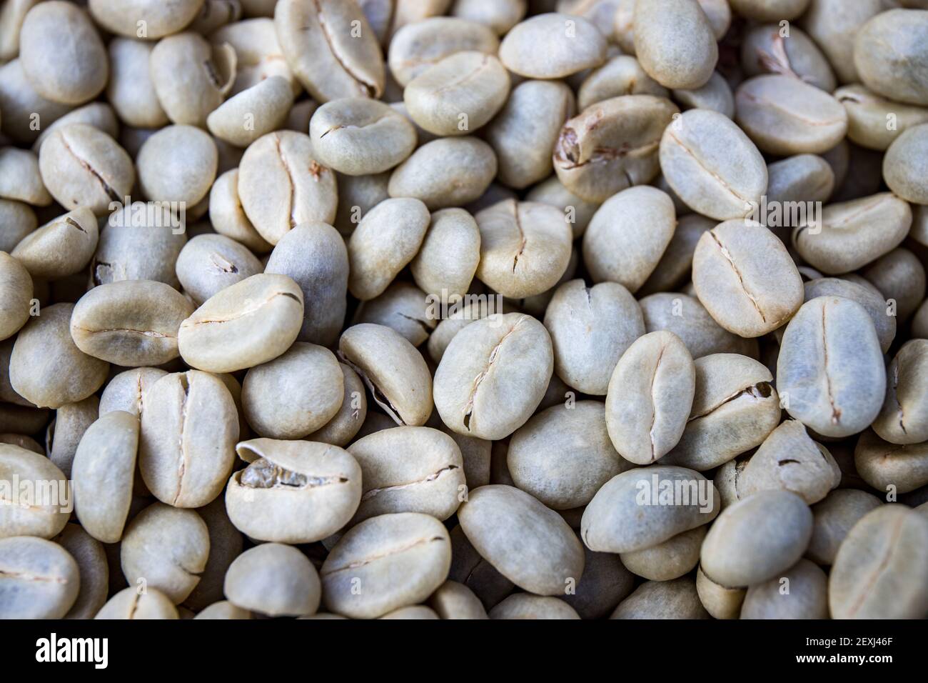 Black Honey Washed Coffee in the Parchment Stage Stock Photo - Alamy
