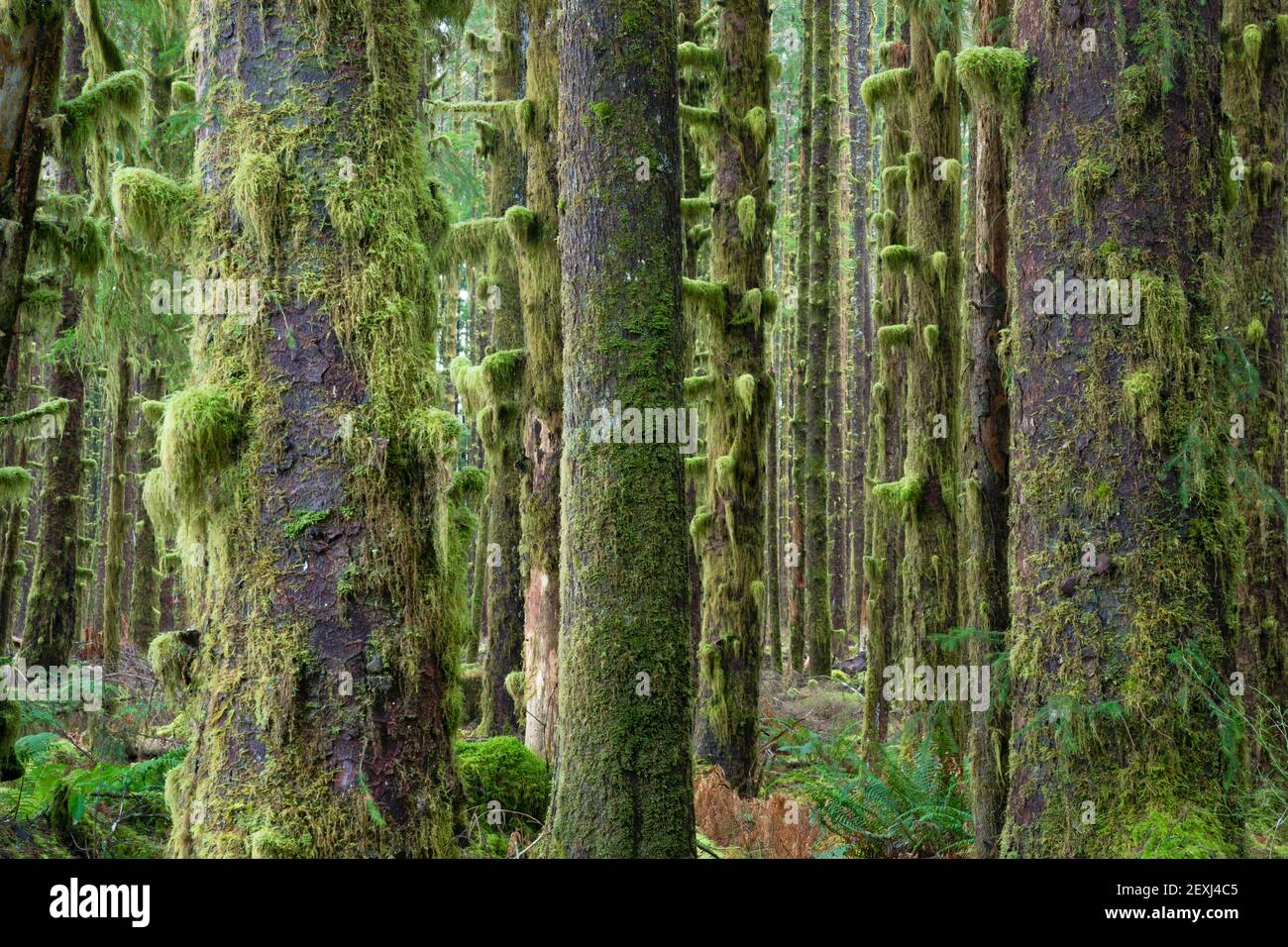 Cedar Trees Deep Forest Green Moss Covered Growth Hoh Rainforest Stock ...