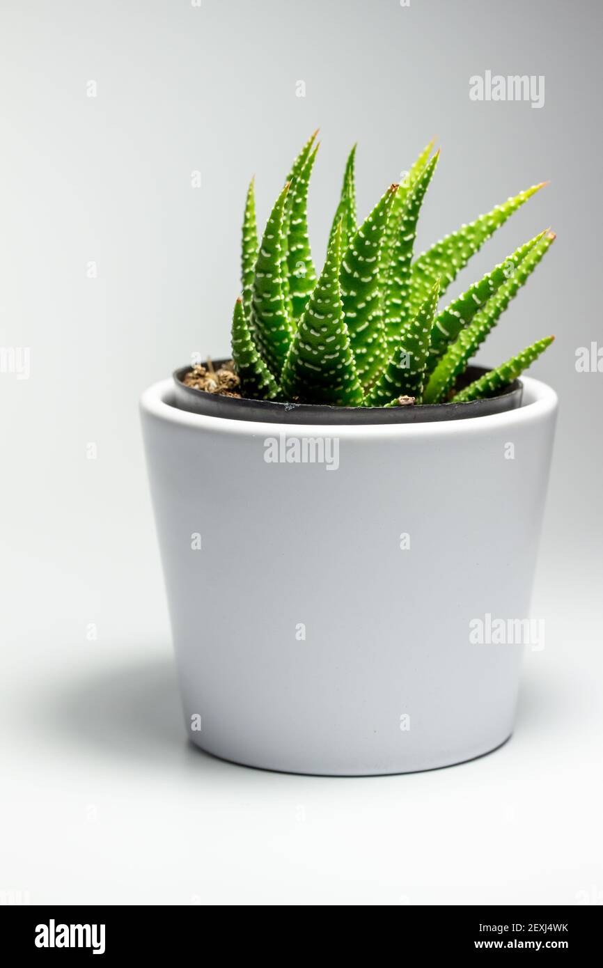 Close up abstract view of a small potted zebra cactus (haworthia ...