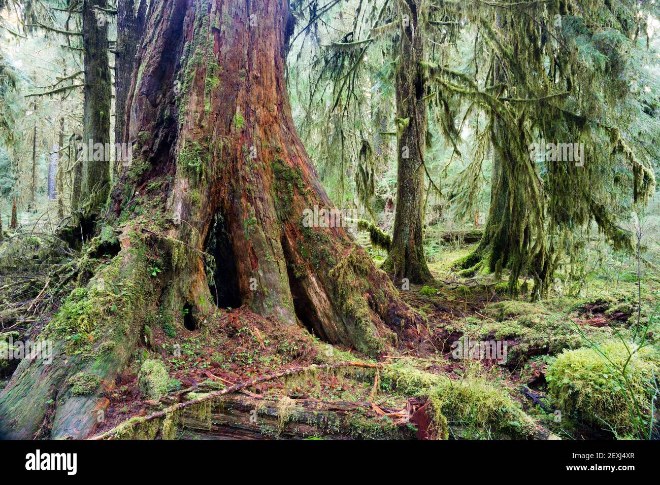 Giant Red Cedar Tree Stump Moss Covered Growth Hoh Rainforest Stock ...