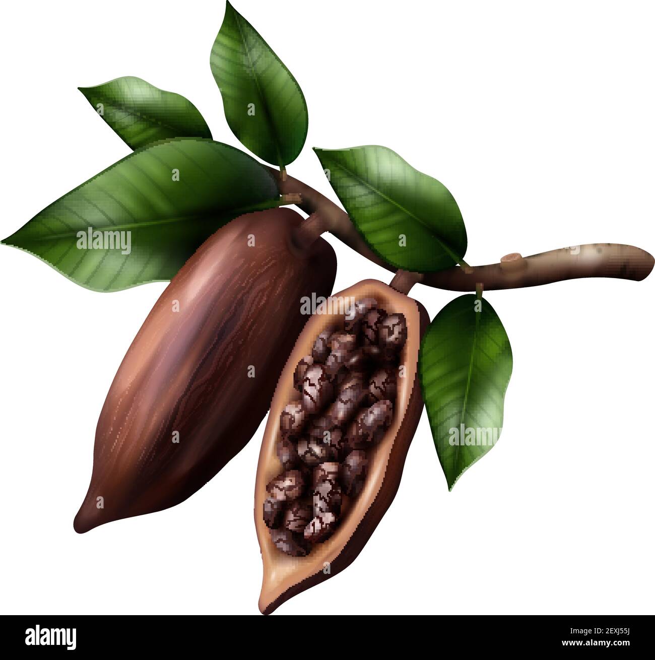 Cocoa tree branch realistic composition with image of cacao fruits on ...