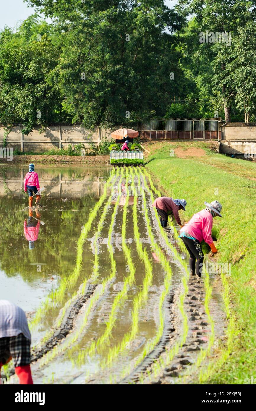 Transplanter plant rice hi-res stock photography and images - Alamy