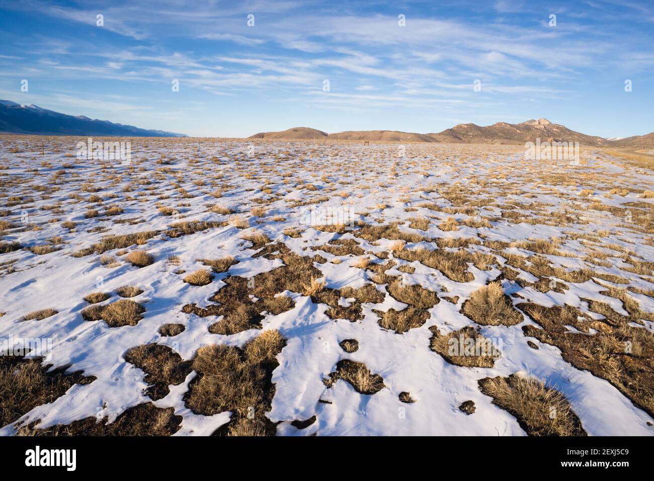 Desert Tundra Plants