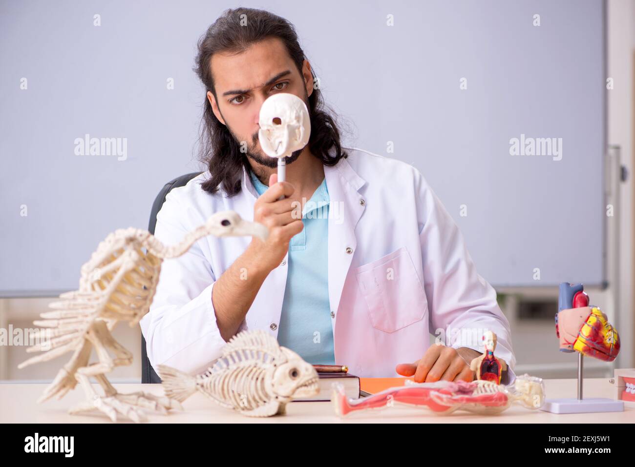 Young zoologist examining skeleton in the lab Stock Photo - Alamy