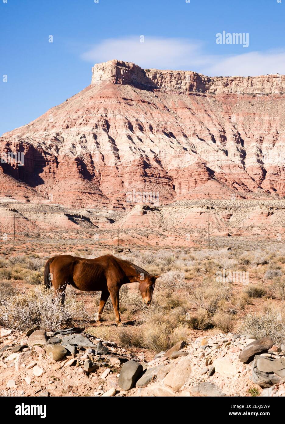 Vertical Composition Scenic Desert Southwest Landscape Animal Livestock ...