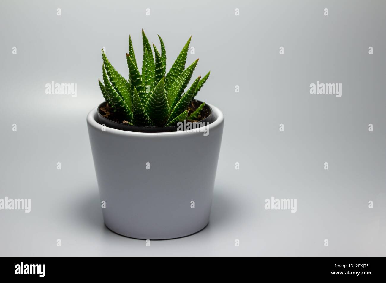 Close up abstract view of a small potted zebra cactus (haworthia ...