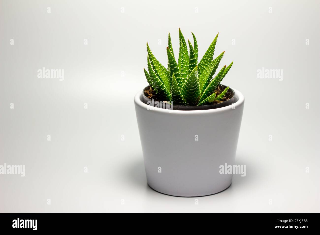Close up abstract view of a small potted zebra cactus (haworthia ...