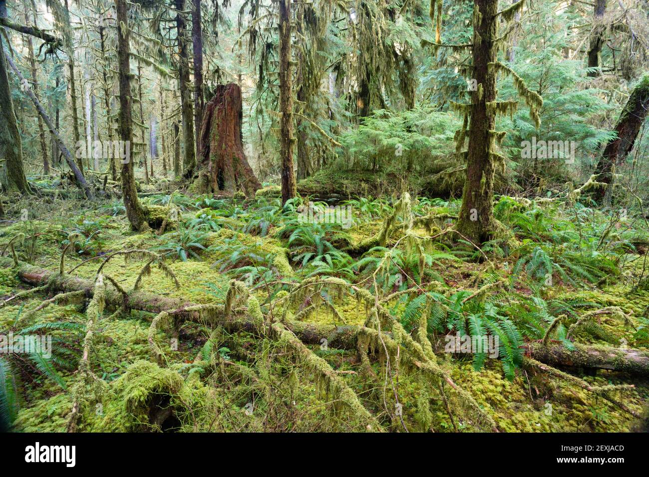 Cedar Trees Deep Forest Green Moss Covered Growth Hoh Rainforest Stock ...