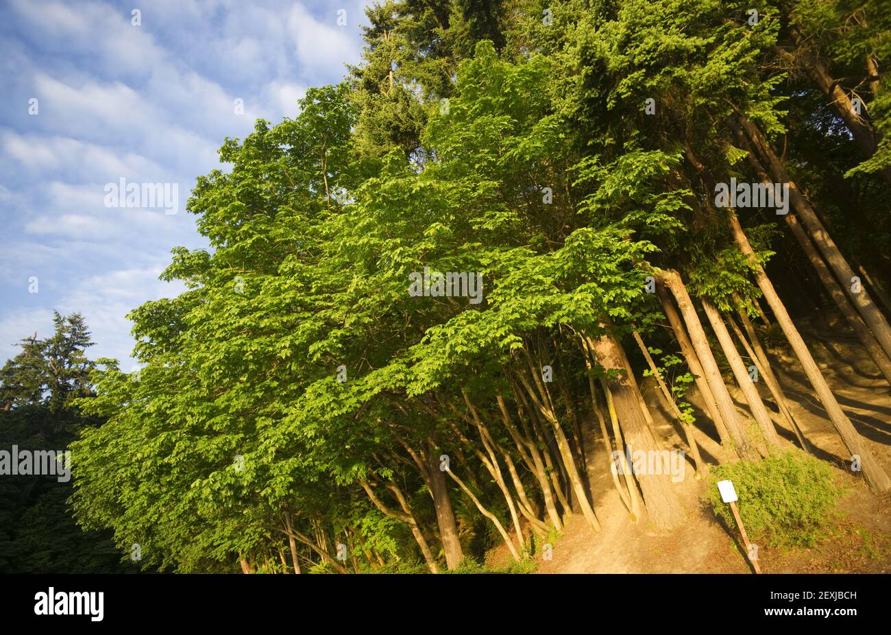 One No Something Sign Short of Perfection Forest Trees Stock Photo - Alamy