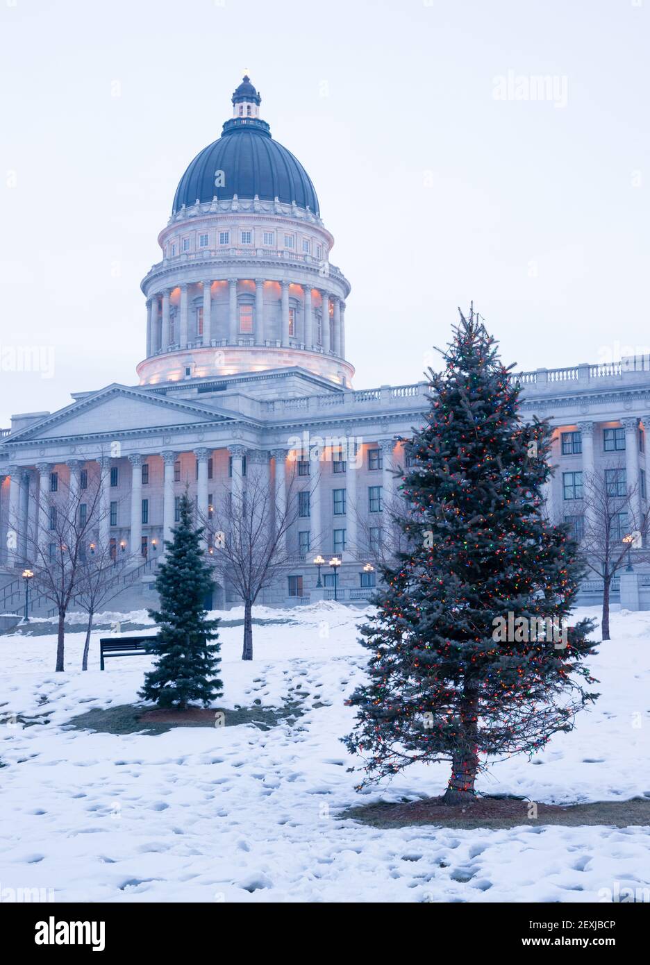 Democracy tree hi-res stock photography and images - Alamy